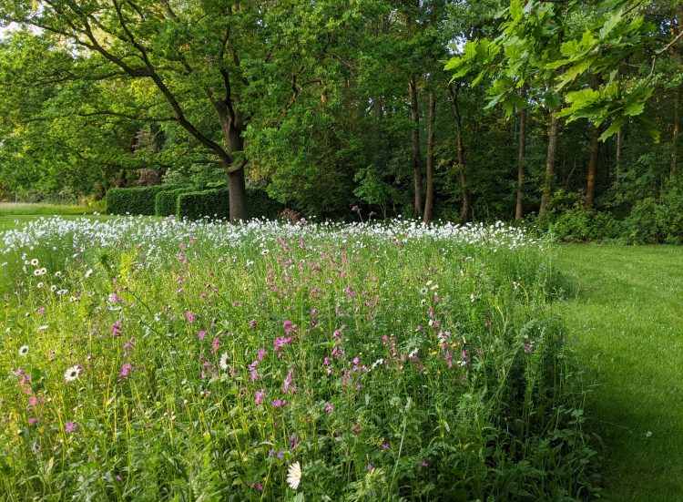 Wilde bloemenweide (privétuin) - Tuinontwerp Groningen, Friesland en ...
